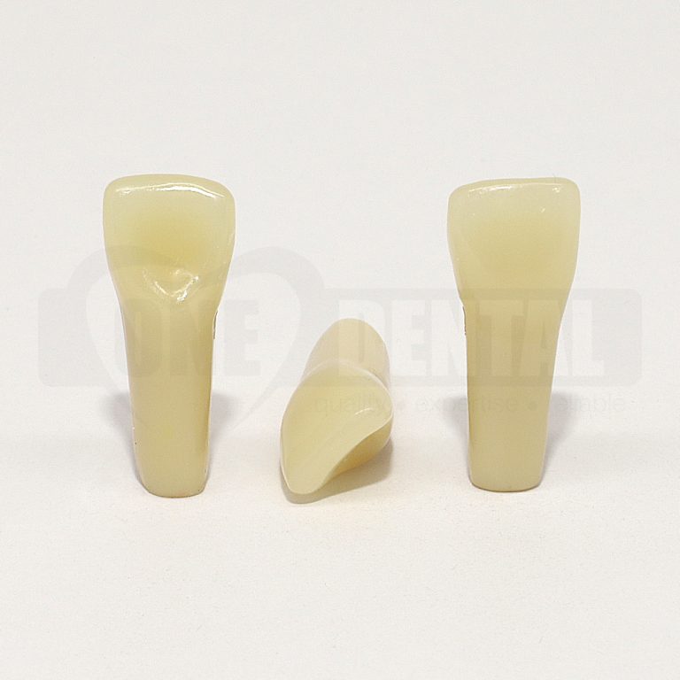Aesthetic Tooth 21 for 2008 Adult Teeth - One Dental