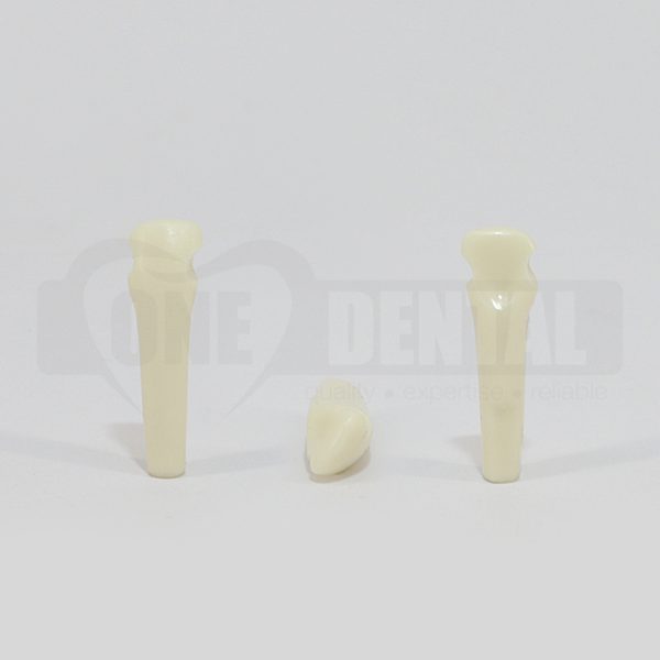 Prep Tooth 22 MD- Mesial & Distal for 2010 Adult Model - One Dental