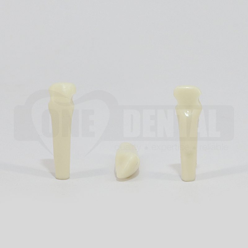 Prep Tooth 22 MD- Mesial & Distal for 2010 Adult Model - One Dental